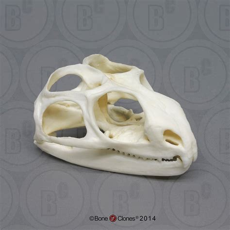 Tuatara Skull Cast Replica Sphenodon Punctatus Bc 028 Darwin And