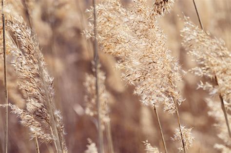아름다움 자연 배경으로 건조한 식물 갈대 추상적 인 자연 배경 갈대 잔디 또는 팜파스 잔디 야외 일광 생활 스타일 자연 장면