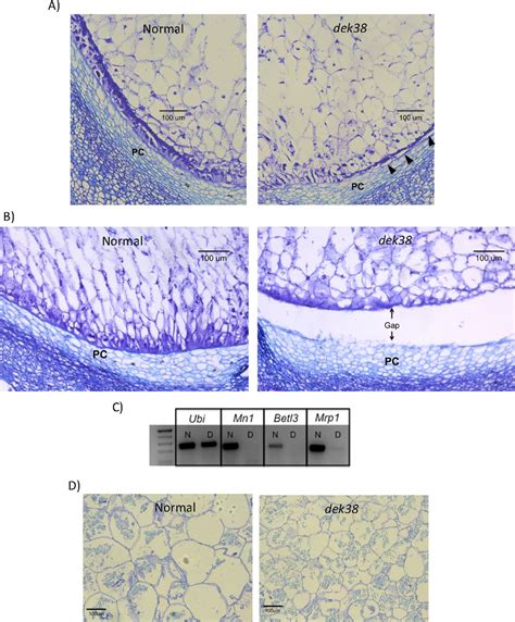 Maize Defective Kernel Mutant Generated By Insertion Of A Ds Element In