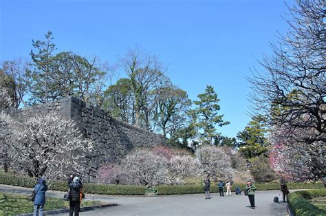 03 皇居東御苑 East Gardens Of Imperial Palace 梅林坂