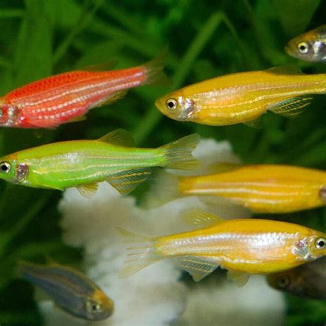 Аквариумные Рыбки Фото — Картинки фотографии