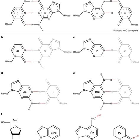 Effects Of Modified Nucleotides In The Wobble Position Modified Download Scientific Diagram