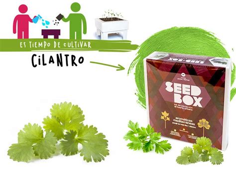 Cilantro Usos Beneficios Propiedades Contraindicaciones Y Más