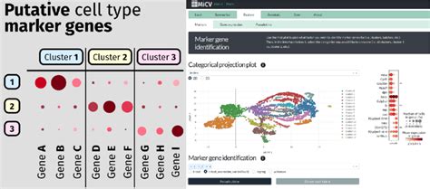 16 DEG Analysis In MiCV Left After Putative Cell Type Clustering