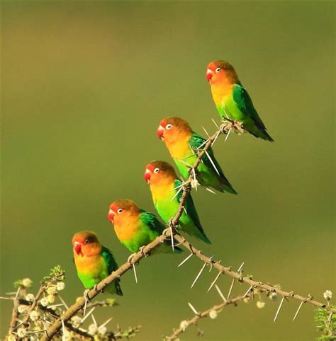Adiestrar Agapornis Los Mejores Consejos