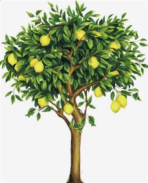 Pear Tree Vector Image On Vectorstock Artofit Pear Tree Vector Image On Vectorstock Artofit