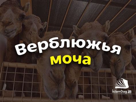 Верблюжья моча | Ислам в Дагестане