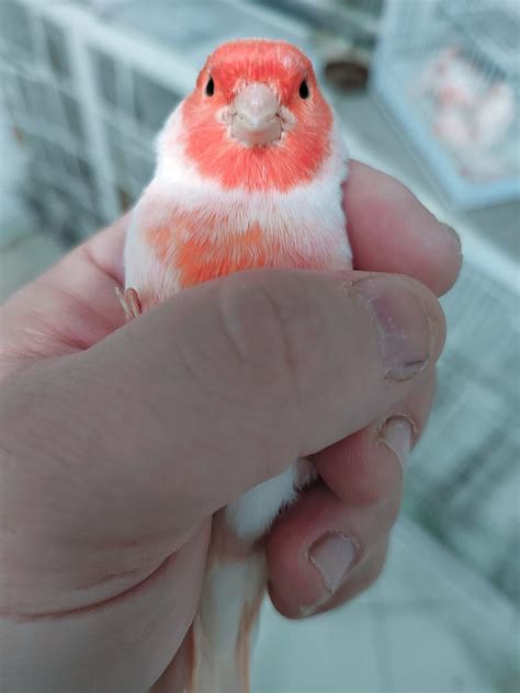 Se Prodavaat Poveke Одгледувачница за канаринци Гаџо Odgleduvacnica Za Kanarinci Gadzo