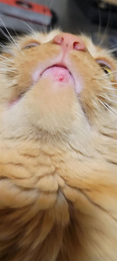 Cat Has Red Bump On Lower Lip Any Ideas On What It Is Does It Warrant