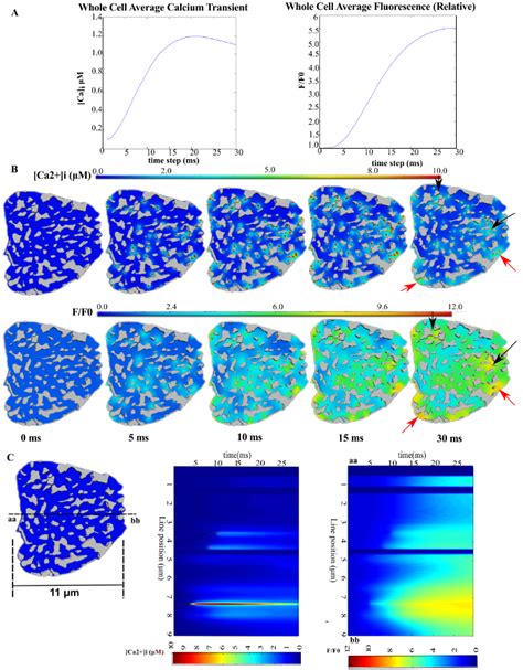 Creating A Structurally Realistic Finite Element Geometric Model Of A Cardiomyocyte To Study The