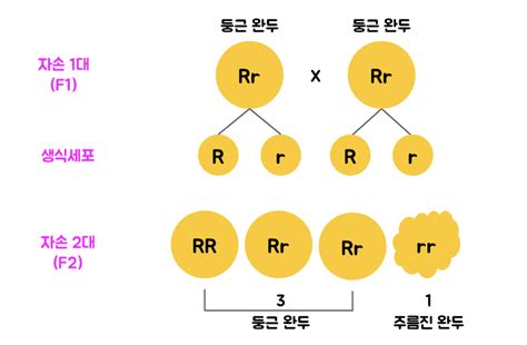 생명과학 1 유전의 주요 원리 멘델의 유전 법칙 네이버 블로그