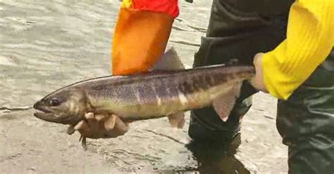 올해 첫 회귀 연어 울산 태화강서 포획 지난해보다 5일 빨라