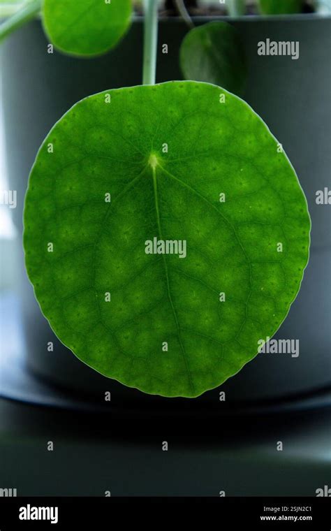 A Close Up Of The Round Glossy Leaf Of The Chinese Money Plant Pilea Peperomioides Capturing