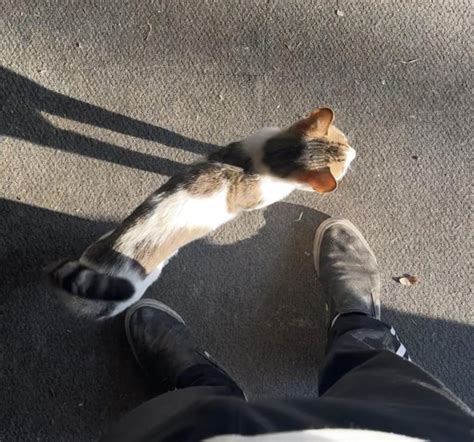 Smol Kitty Rcats