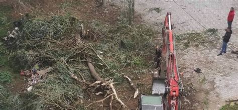 Нови покосени дрвја во Тетово револтираните активисти прашуваат кој
