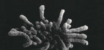 The Origins Of Sex Yale University Press