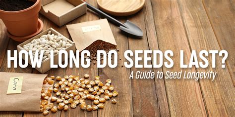 Seed Viability Test Store And Extend Their Life Simplygro