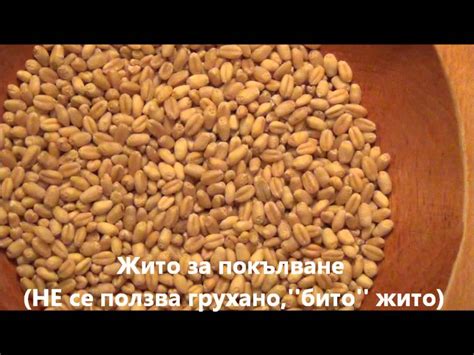 Как се приготвя житото за Житния режим Youtube