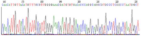 A Chromatogram File Showing A Gene Sequence Download Scientific Diagram