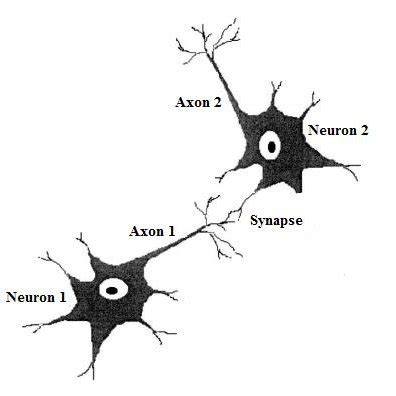 Illustration Of Neurons Connected By Axons Download Scientific Diagram