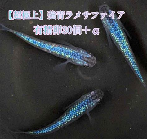 【極上】強青ラメサファイア 背鰭無し 有精卵30個＋α めだか 幹之 マリアージュ キッシング レーヴ 五式 和墨｜paypayフリマ