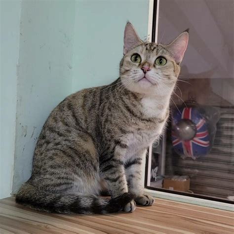 Cat美國短毛貓 小白故事 幼犬貓買賣知識分享 合法寵物店