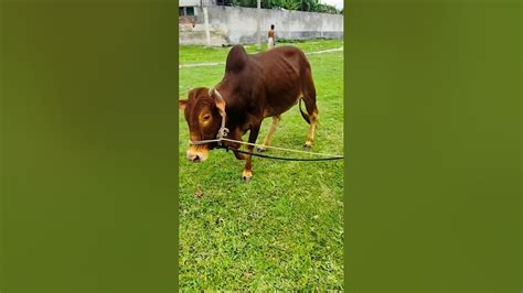 আমার কোরবানির গরু ২০২৩ গাবতলী গরুর হাট Cow গাবতলী গরুর হাট