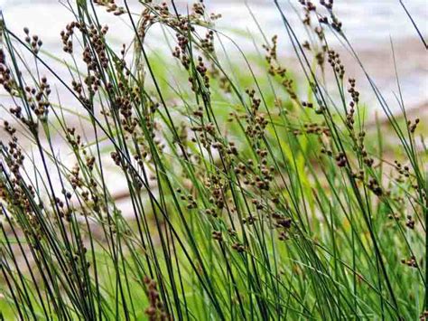Juncus Inflexus Hard Rush