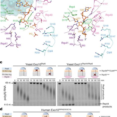 Overall Structure Of A RNA Bound Rrp6 Exosome Ac Cartoon And Surface Download Scientific