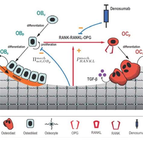 Schematic Representation Of The Mechanistic PK PD Model Bone Cell