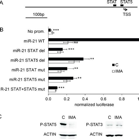 Stat Binding Sites Are Necessary For The Action Of Imatinib On Mir 21 Download Scientific