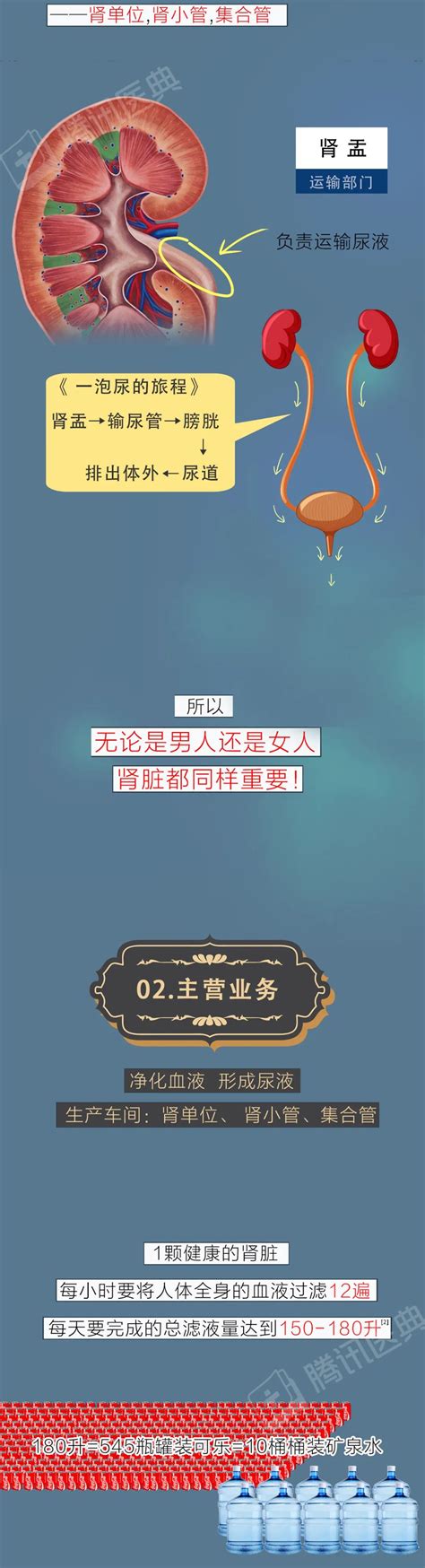 肾脏 24 小时默默工作却常被我们这 5 件事伤害 健康160