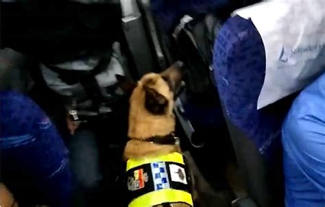 Cachorro da PMDF encontra drogas em ônibus que seguia para a Bahia