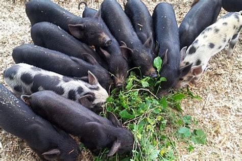 Dost And Msc Establish Semen Laboratory For Native Pigs The Post