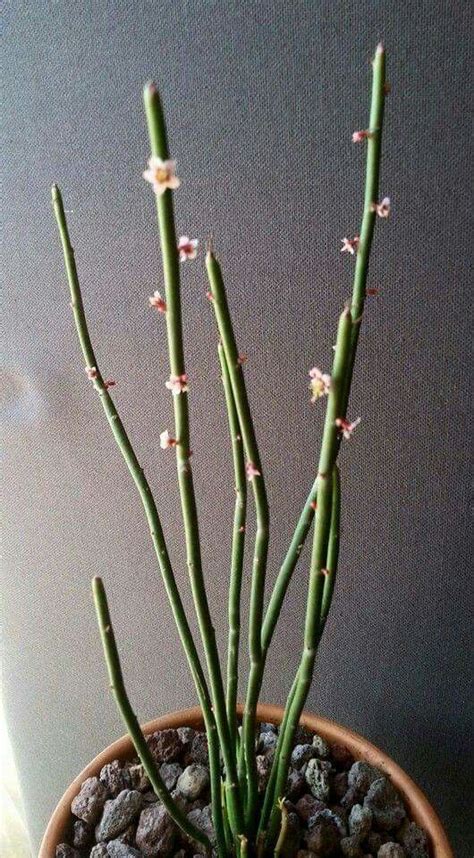 Pencil Cactus Care How To Grow Firestick Plant Euphorbia Tirucalli