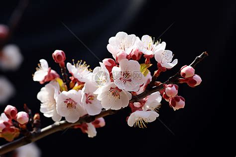 美丽绽放的樱花花朵高清图片下载 正版图片600914624 摄图网