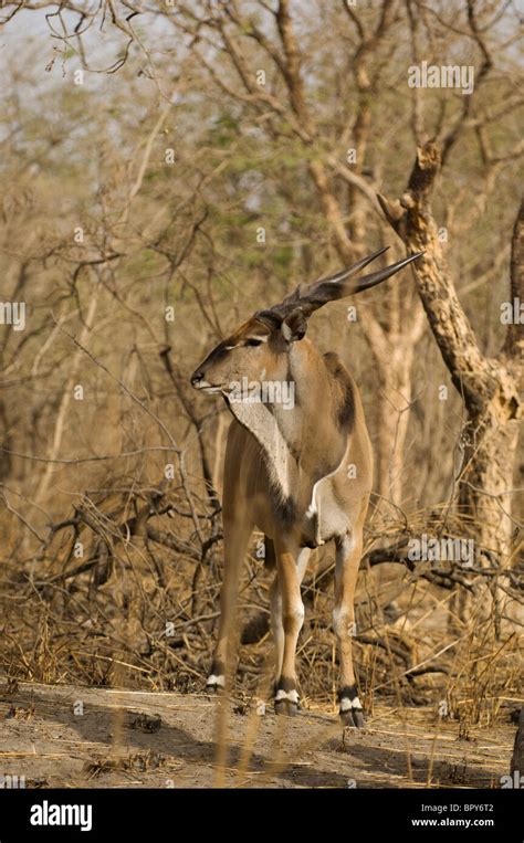 Derbys Eland Taurotragus Derbianus Réserve De Fathala Senegal