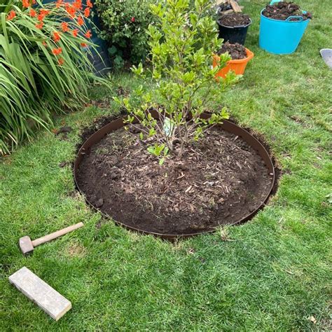 Buy Powder Coated Steel Tree Ring Edging Brown Delivery By Waitrose