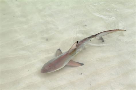 Smallest Shark In The World Ever Caught