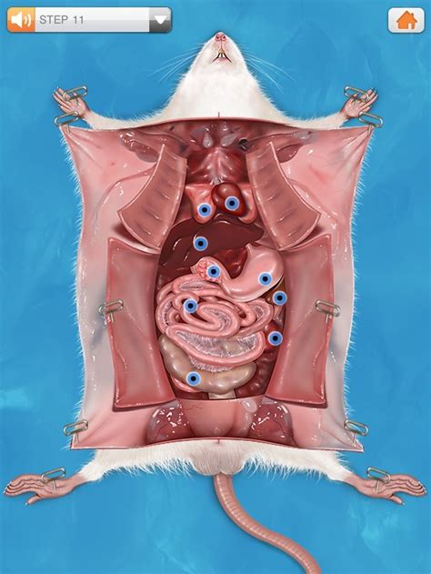 Mouse Dissection Science Apps Homeschool Science Science Teaching