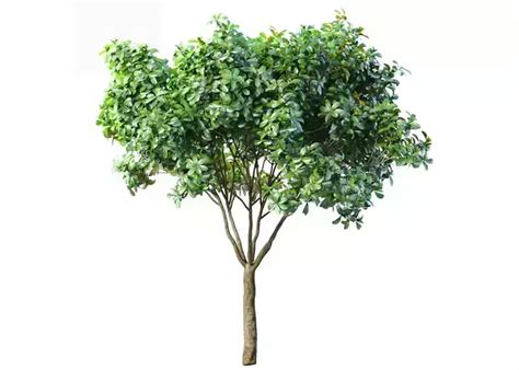 Decorative Evergreen Garden Street Tree 3d Model Cgtrader