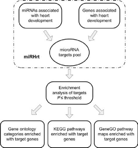 flow diagram of mirna function analysis in mouse heart development the