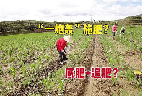 种植玉米一炮轰施肥能高产吗和底肥 追肥相比哪种产量高 肥料 方式 农户