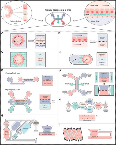 Frontiers Revolutionizing Drug Development Harnessing The Potential