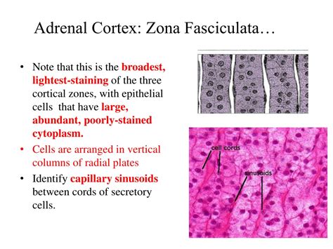 Ppt The Endocrine System Powerpoint Presentation Free Download Id9289436