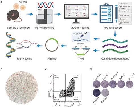 新抗原反应性t细胞联合pd1抑制剂治疗小鼠肺癌的抗肿瘤作用journal Of Cancer Research And Clinical