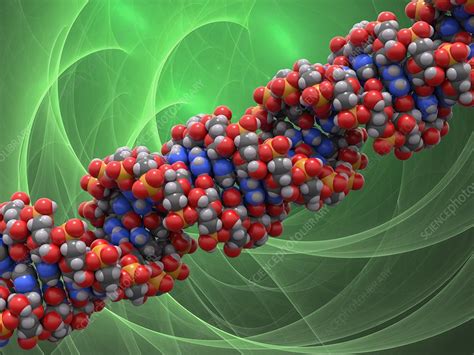 Sars Cov 2 Rna Molecular Model Stock Image C054 4142 Science Photo Library
