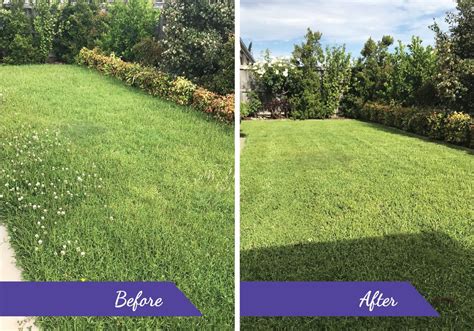 Before And After 02 Lawn Mowing Pro Cut Lawns