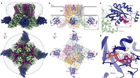 Kirill Nadezhdin On Linkedin Structure Of Human Trpv4 In Complex With