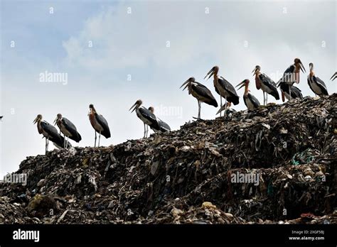 Greater Adjutant Stork Leptoptilos Dubius At A Largest Disposal Site